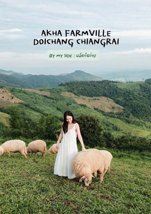 Akha farmville ฟาร์มแกะดอยช้าง ที่เที่ยวเชียงรายน่าสนใจ